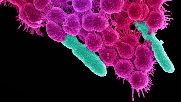 Saliva and bacteria. Animated coloured scanning electron micrograph ...