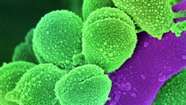 Oral Streptococcus bacteria. Animated coloured scanning electron ...