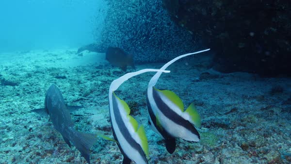 Two pennant coralfish (Heniochus acuminatus) on the Great Barrier Reef ...