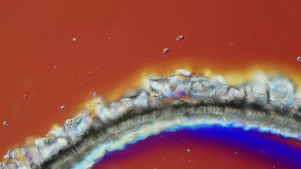 Mustard seed coat absorbing water. Light microscope showing the seed ...