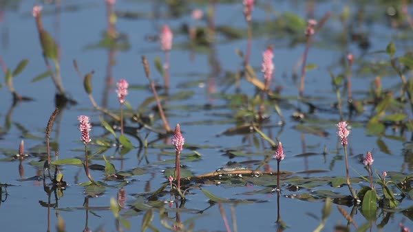 Pink flowers of amphibious bistort (Persicaria amphibia) growing in ...