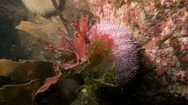 Sea urchin (Echinus sp.) underwater. Martins Haven, Wales, UK. - Stock ...