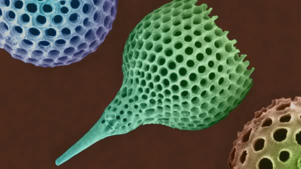 Radiolarians Micrograph Radiolaria