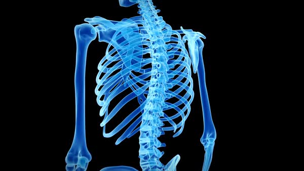 Human skeletal system, animation. - Stock Video Footage - Dissolve