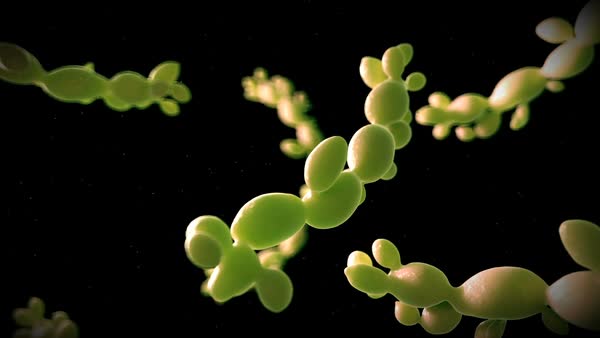 Chains of yeast cells, animation. - Stock Video Footage - Dissolve