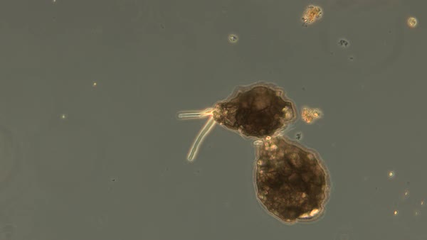 Light microscope footage of Difflugia pyriformis testate amoeba ...