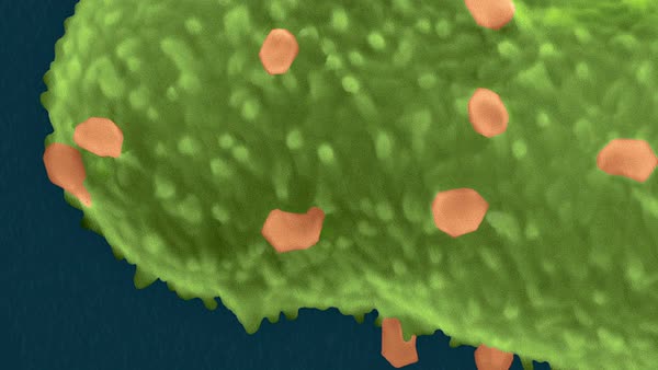 Bacteriophages attacking a bacterial cell (Escherichia coli), animated ...