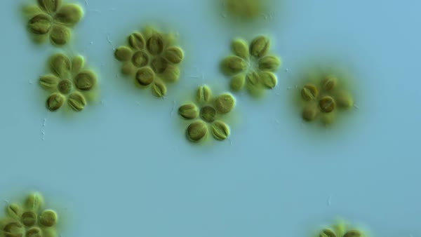 Golden algae. Animated polarised light micrograph of a colony of ...