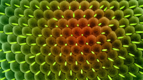 Animated coloured scanning electron micrograph (SEM) of the compound ...