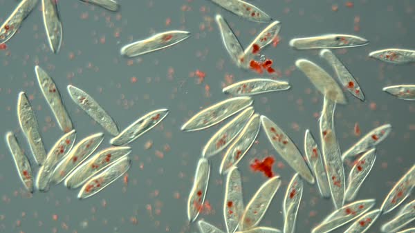 Paramecium caudatum cells out of a culture showing the behavior of the ...