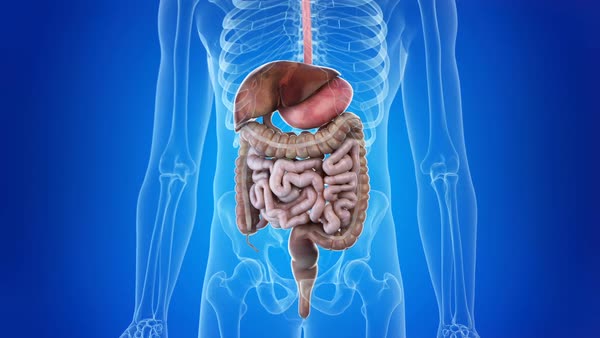 Human body rotating against a blue background showing the internal ...