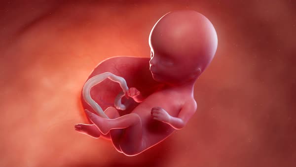 14 week old human fetus attached to the placenta by the umbilical cord ...