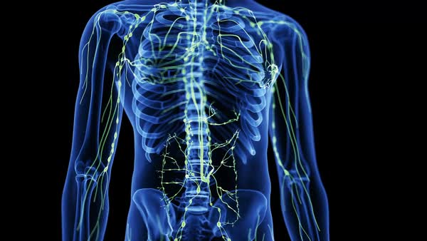 Human body against a black background showing the lymphatic system ...