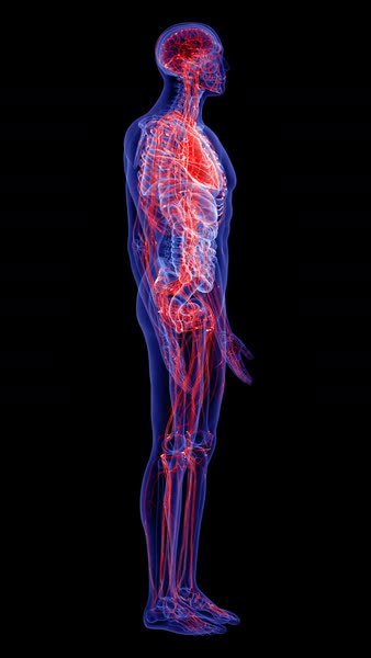 Human body rotating against a black background showing the vascular ...