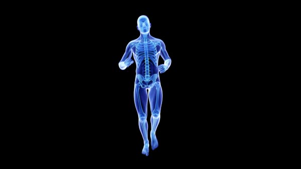 Skeletal and muscular structures of a sprinter, animation. - HD Royalty ...