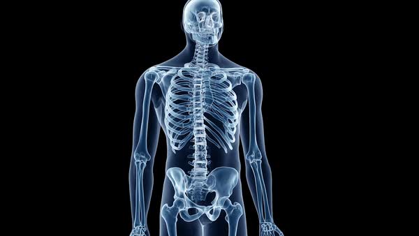 Human skeleton rotating against a black background, and zooming in to a ...