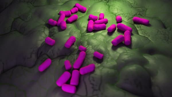 Lactobacillus bacteria, animation - Stock Video Footage - Dissolve