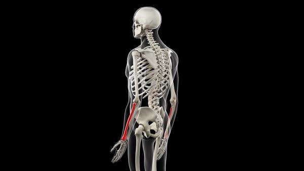 Rotation of the human skeleton showing the arm bones, radius, animation ...
