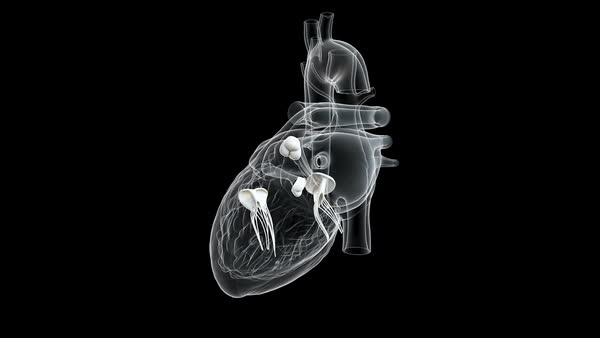 Anatomy of the human heart rotating against a black background showing ...