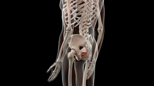 Rotation of the human pelvis showing the pelvic floor muscles ...