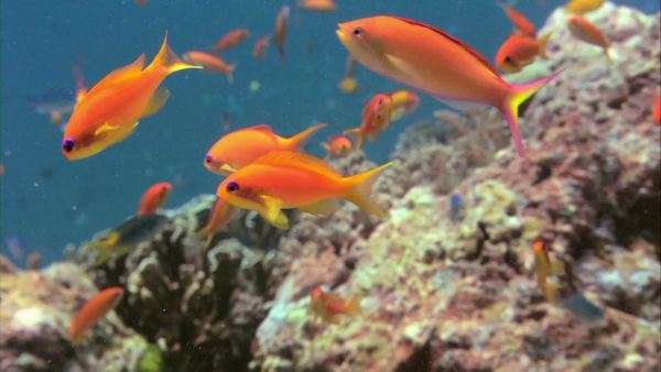 Coral reef teeming with fish, including flame anthias (Pseudanthias ...