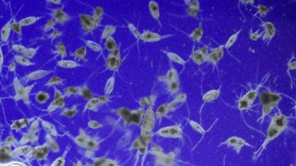 Copepods in marine plankton. Copepods are type of small crustacean, and ...