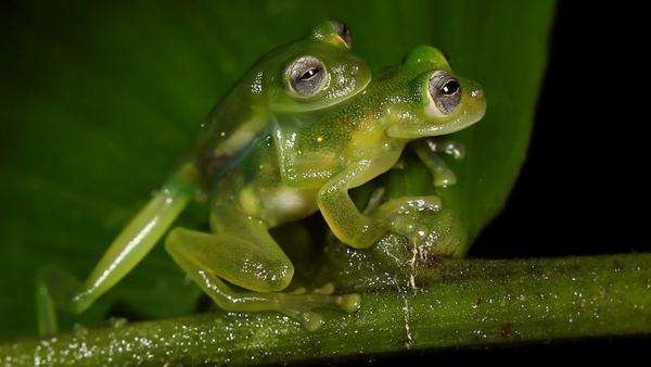 Mating glass frogs (family Centrolenidae) in the characteristic ...