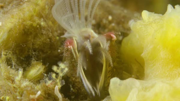 Acorn barnacle (Balanus balanus) feeding, using their branched ...