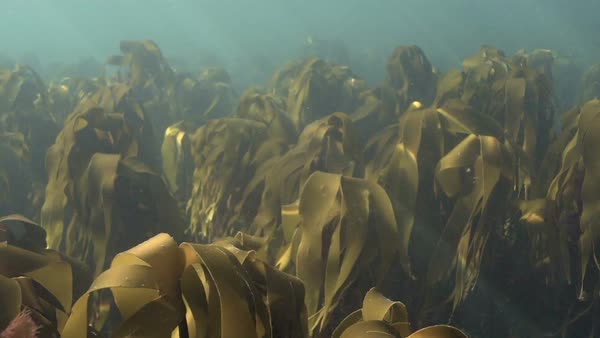 Kelp bed in sea, Wales - Stock Video Footage - Dissolve