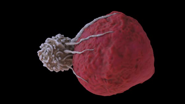 Natural killer T cell attacking cancer cell, animation - HD Rights ...