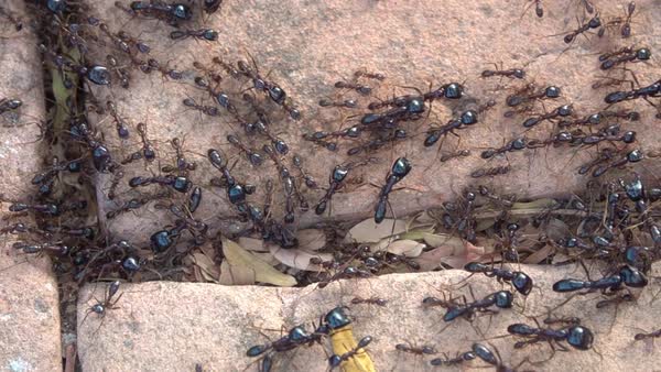 Driver ants moving in a column guarded by soldiers - HD Rights-managed ...