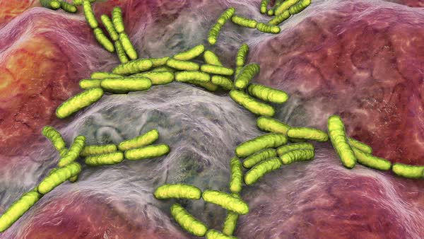 Lactobacillus bacteria, animation - HD Royalty-free Stock Video Footage ...