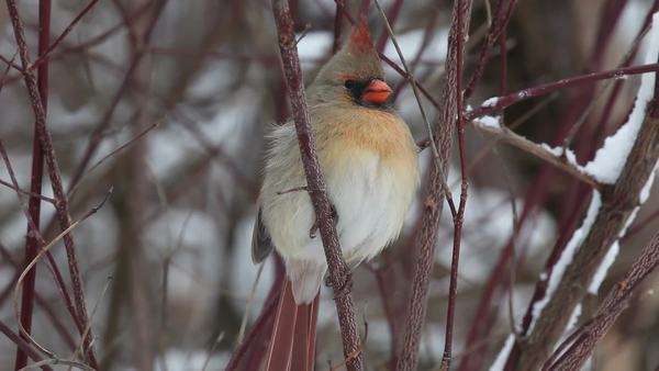 Female northern cardinal (Cardinalis cardinalis) puffing its feathers ...