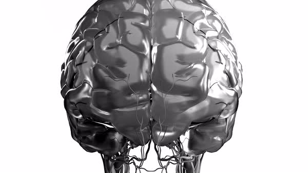 Human brain and cranial nerves, animation - 4K Royalty-free Stock Video ...