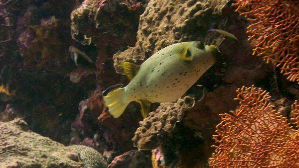 Blackspotted puffer fish (Arothron nigropunctatus). This puffer ...