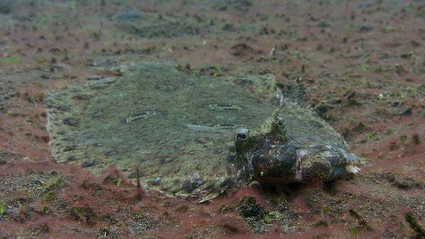 Leopard flounder (Bothus pantherinus) camouflaged on the seabed ...