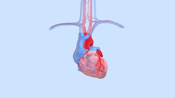 Normal heartbeat, animation - Stock Video Footage - Dissolve