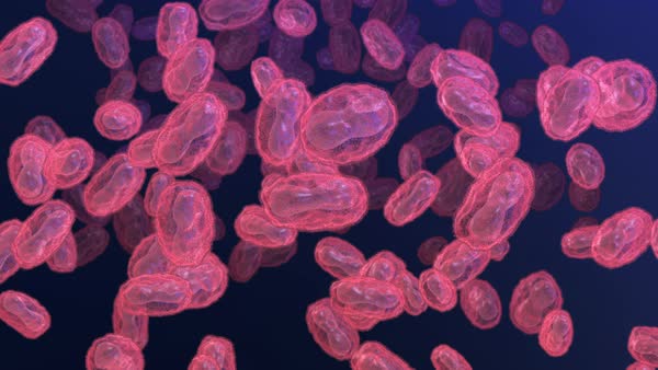 Monkeypox viruses, animation - 4K Royalty-free Stock Video Footage ...