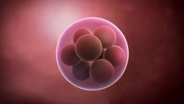 Animation of a fertilised human egg cell undergoing its first cell ...