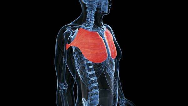 Animation of the human pectoralis major muscles, commonly known as the ...