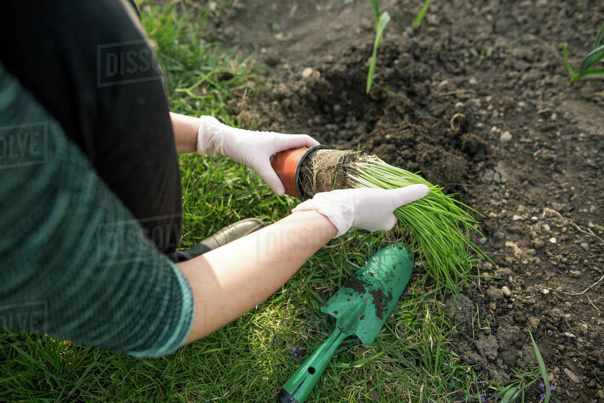 Woman planting chive at her huge garden during lovely spring season ...