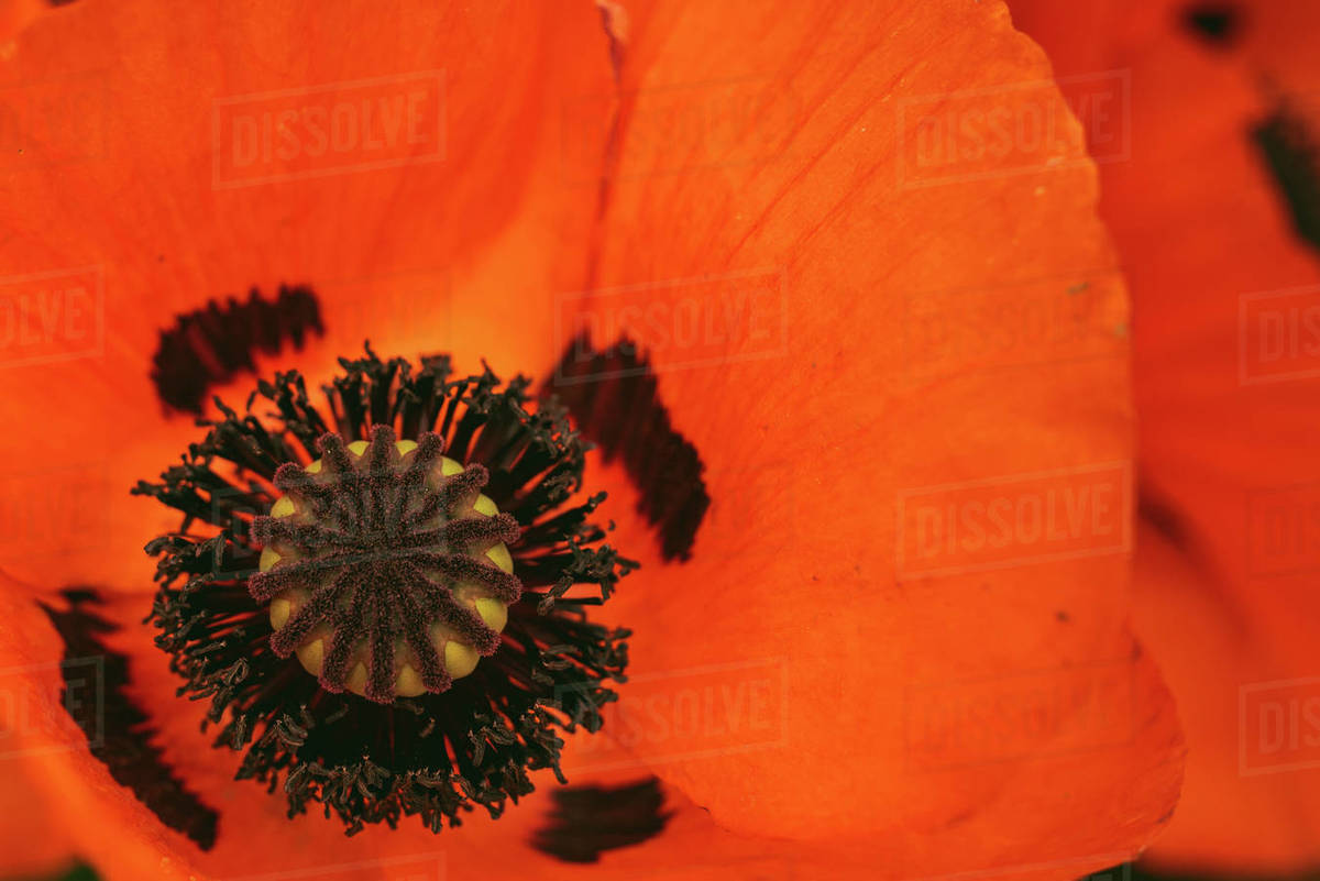 Beautifull vibrant huge poppy flower. Close up of details. Poppy flower ...