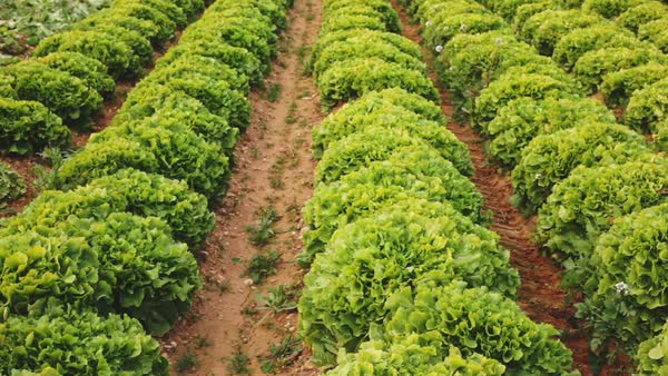 Closeup of green lettuce plantation in organic vegetable farm. Harvest ...