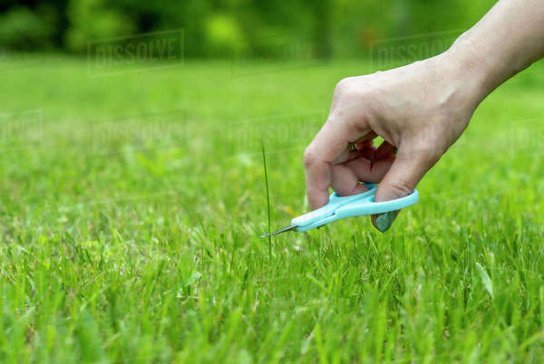 concept photo, lawn finishing a woman's hand with nail scissors mows a ...