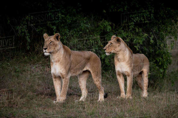 Two lionesses looking out into the distance - Stock Photo - Dissolve