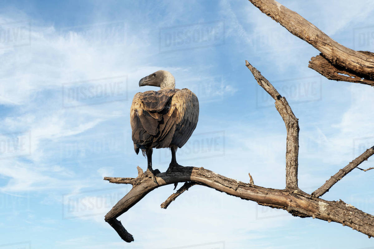 A vulture perched on a bare branch - Royalty-free Stock Photo | Dissolve