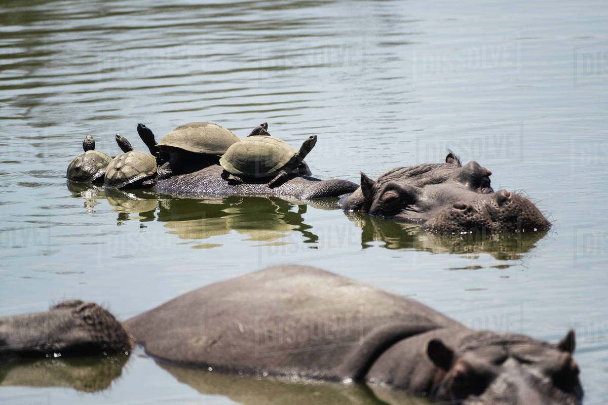 Three hippopotami basking in the water with turtles on the back of one ...