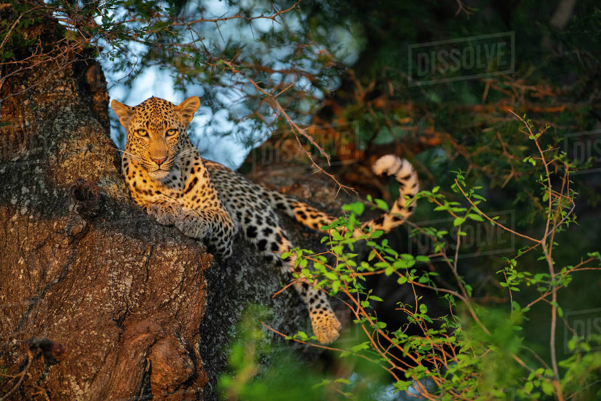 Leopard resting in the fork of a tree at the Kruger National Park in ...