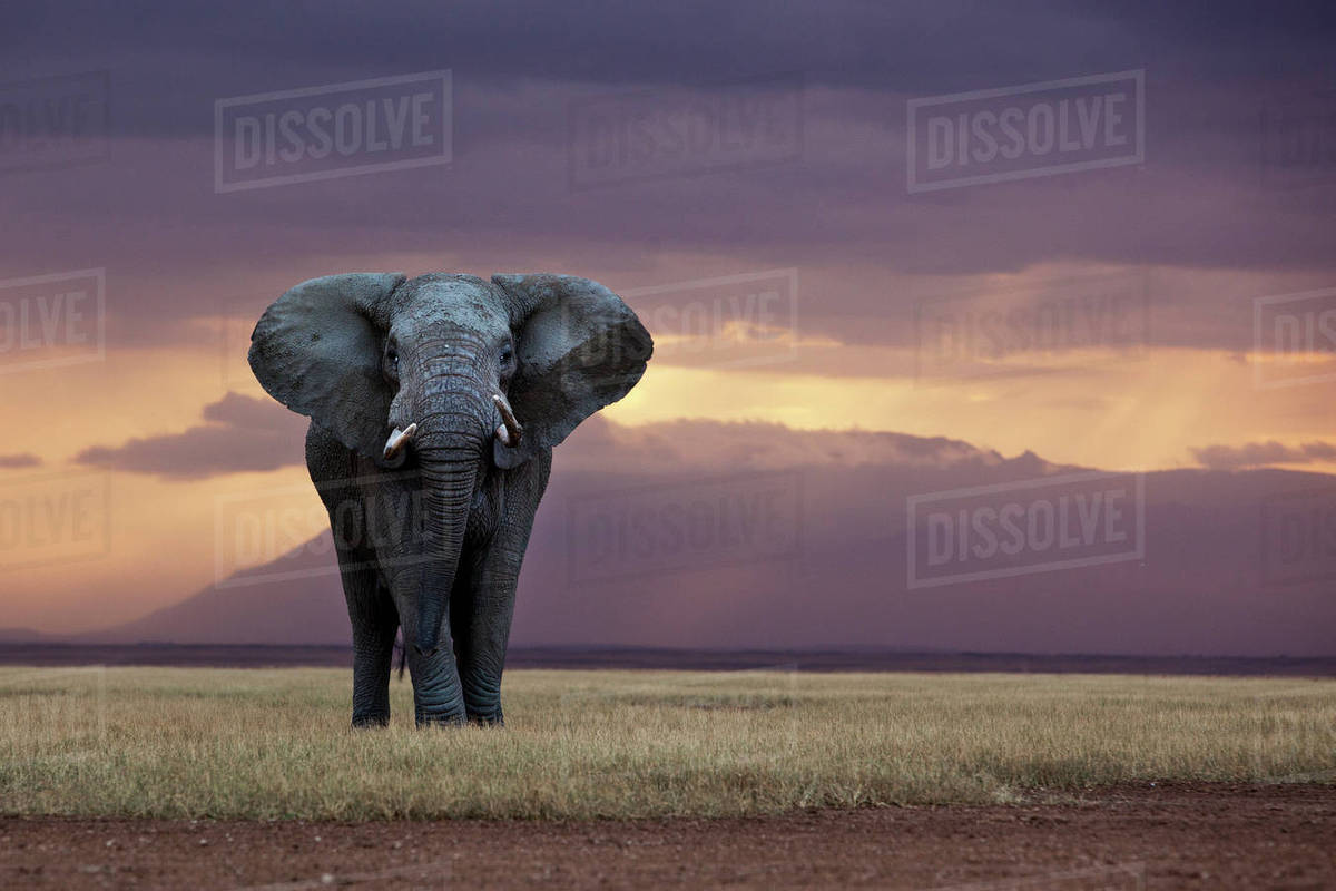 A lone elephant standing in the distance, Kenya - Stock Photo - Dissolve