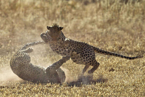 Leopards fighting - Royalty-free Stock Photo | Dissolve